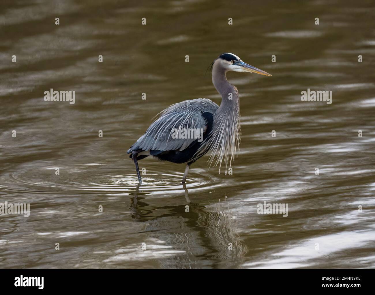 A Great blue heron with specialized feathers on its chest, standing in ...