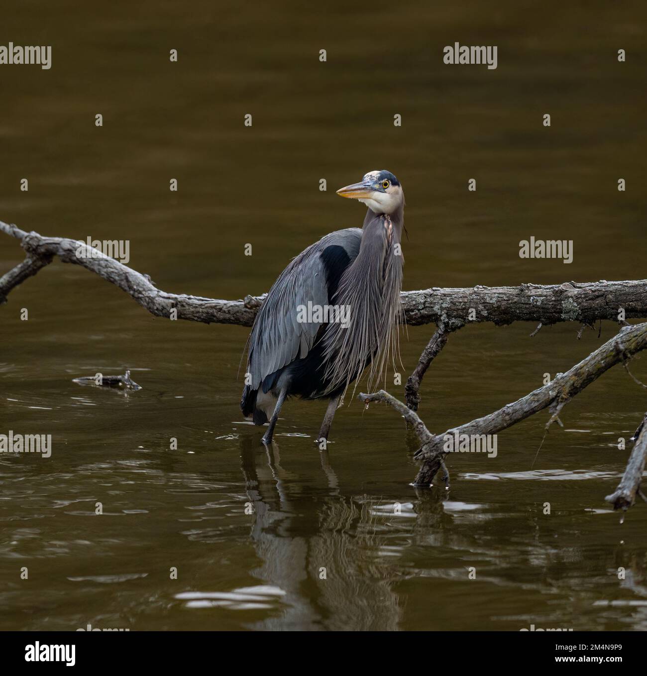 A Great blue heron with specialized feathers on its chest, standing in ...