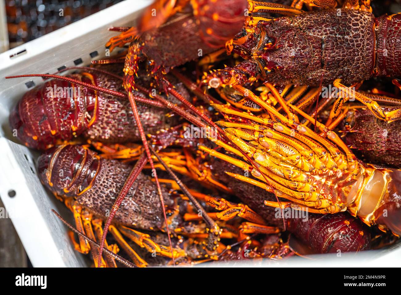 unloading a fishing boat and using scales to weight lobster. Catching ...