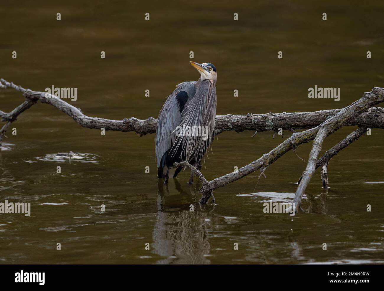 A Great blue heron with specialized feathers on its chest, standing in ...