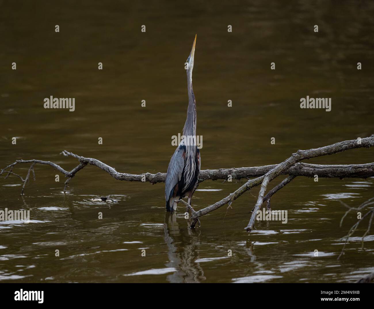 A Great blue heron with specialized feathers on its chest, looking up ...