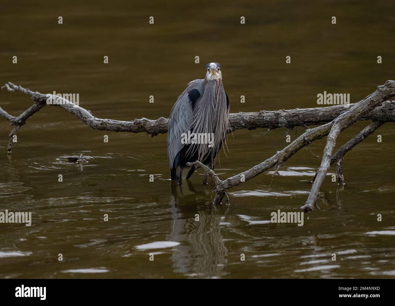 A Great blue heron with specialized feathers on its chest, standing in ...