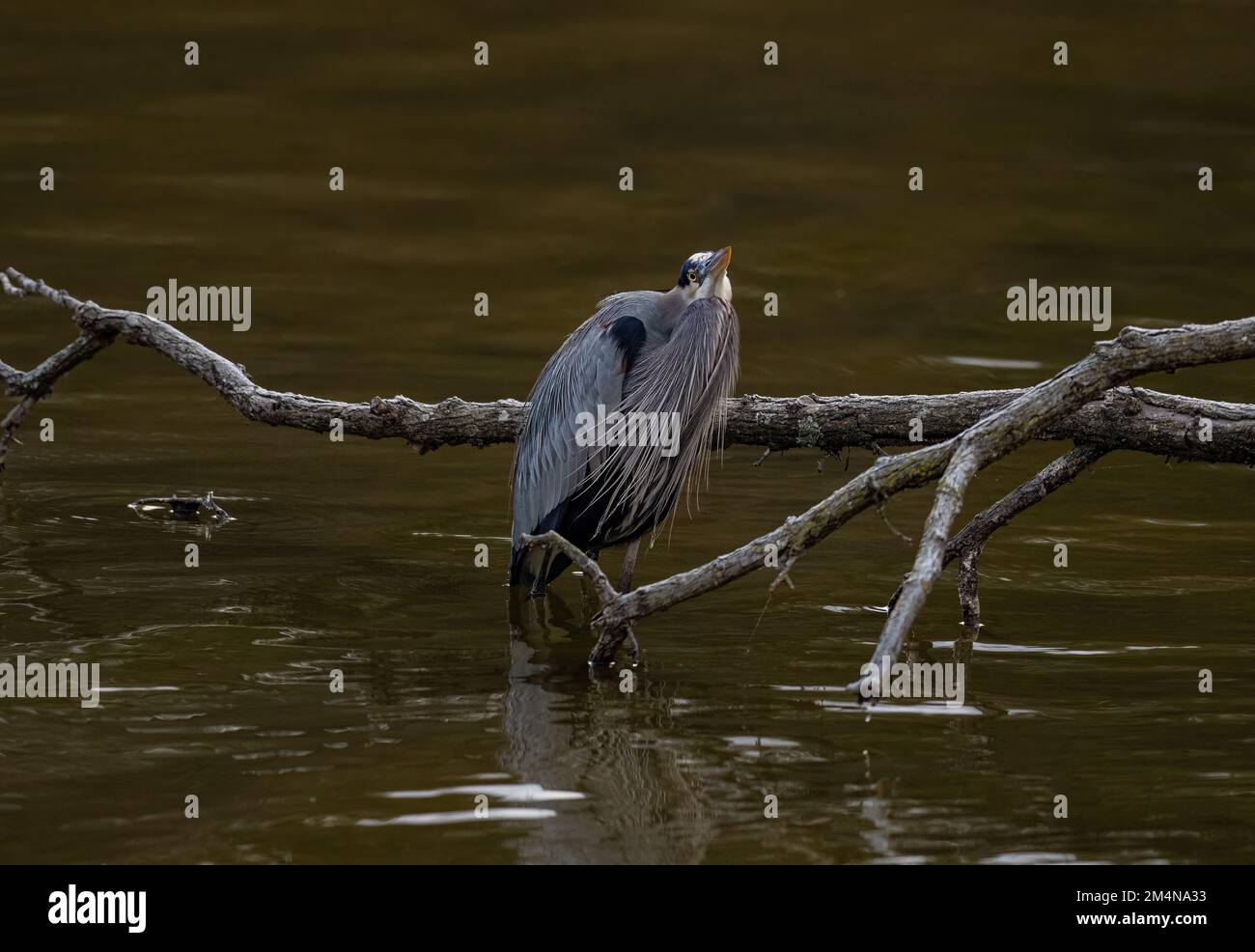A Great blue heron with specialized feathers on its chest, standing in ...