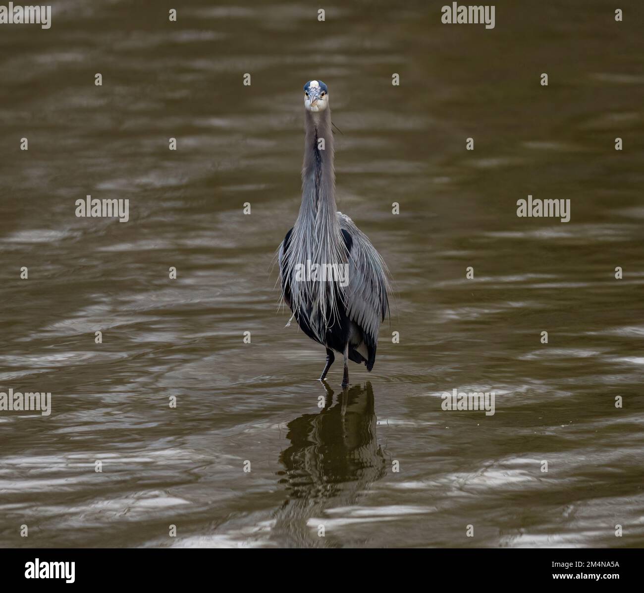 A Great blue heron with specialized feathers on its chest, standing in ...