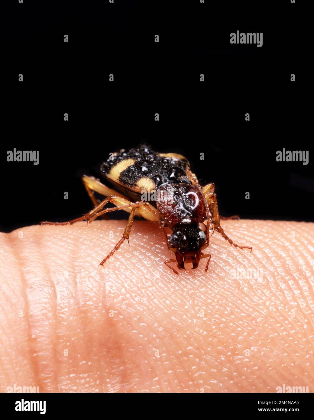 Yellow spotted ground beetle drinking water on finger Stock Photo - Alamy