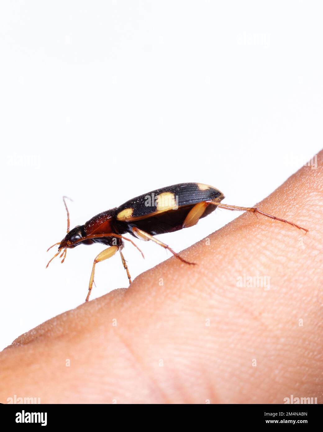 Green tiger beetle white background hi-res stock photography and images ...