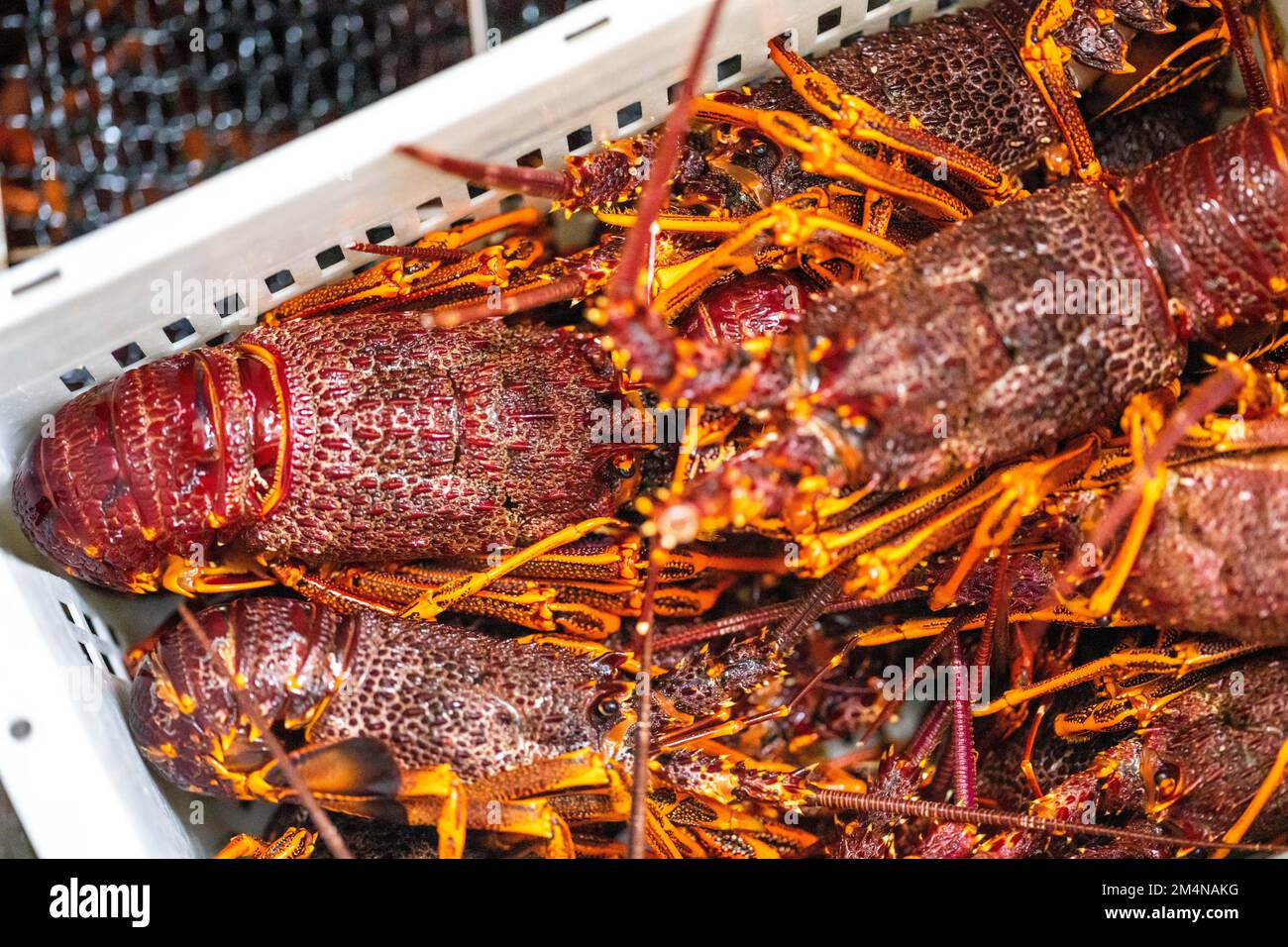 fish market with fish and crustations. seafood in australia Stock Photo ...