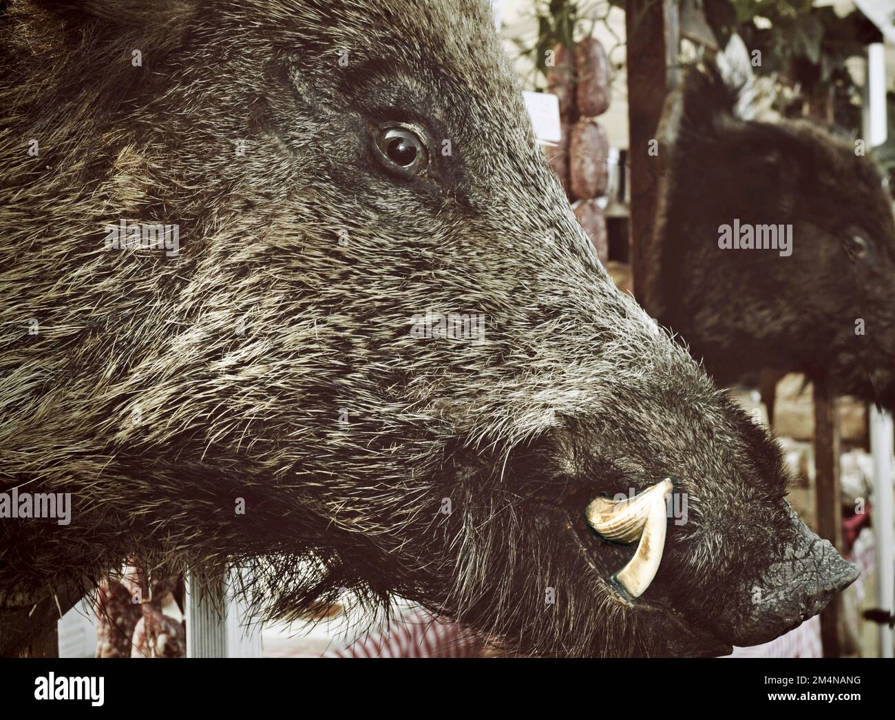 Boar hog hi-res stock photography and images - Alamy