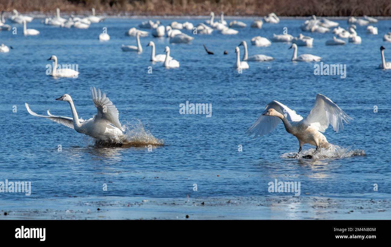 A close-up shot of swans flying with their wide-open wings over the ...