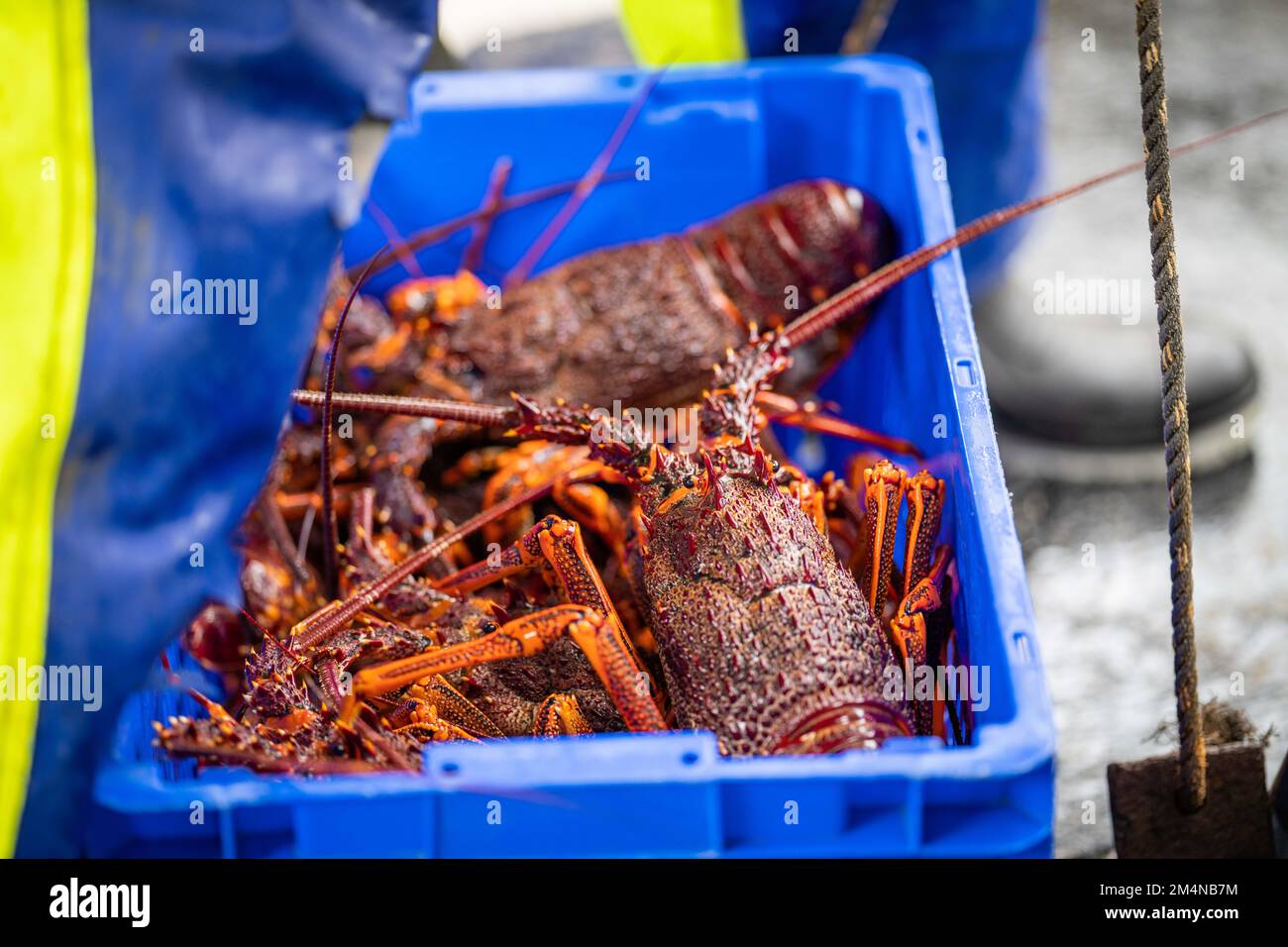 unloading a fishing boat and using scales to weight lobster. Catching ...