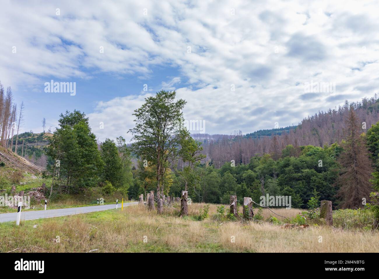 Dying spruce trees as result climate change and bark beetles in Brocken ...