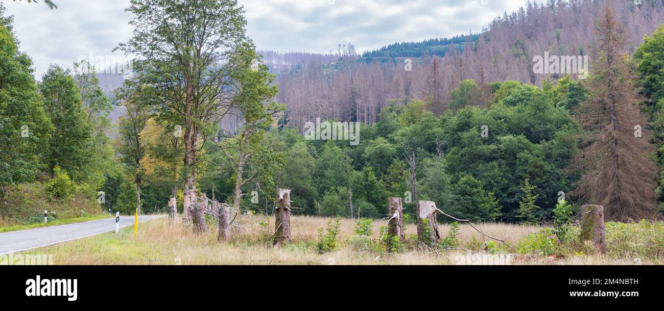 Dying spruce trees as result climate change and bark beetles in Brocken ...