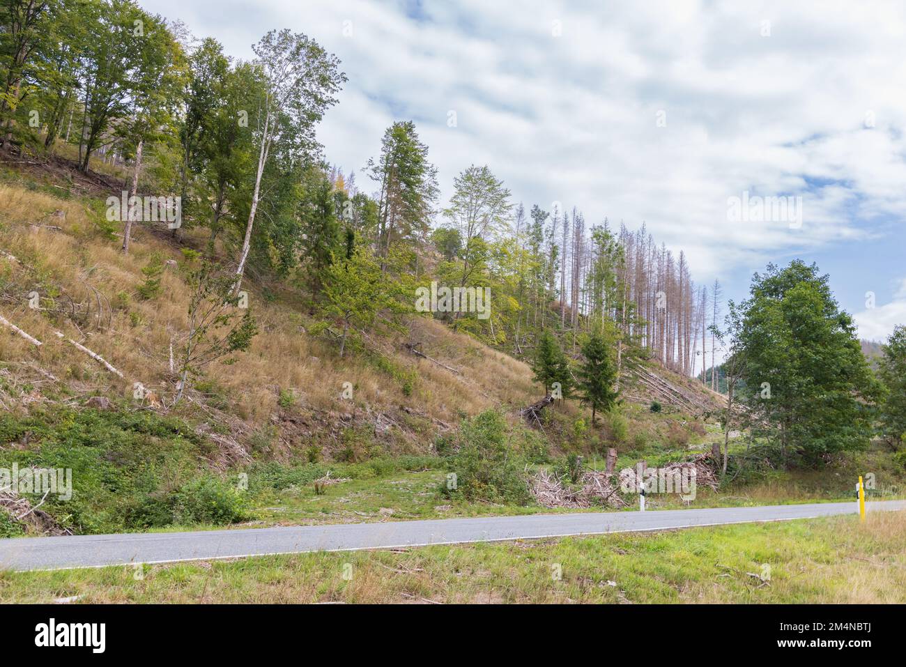 Dying spruce trees as result climate change and bark beetles in Brocken ...