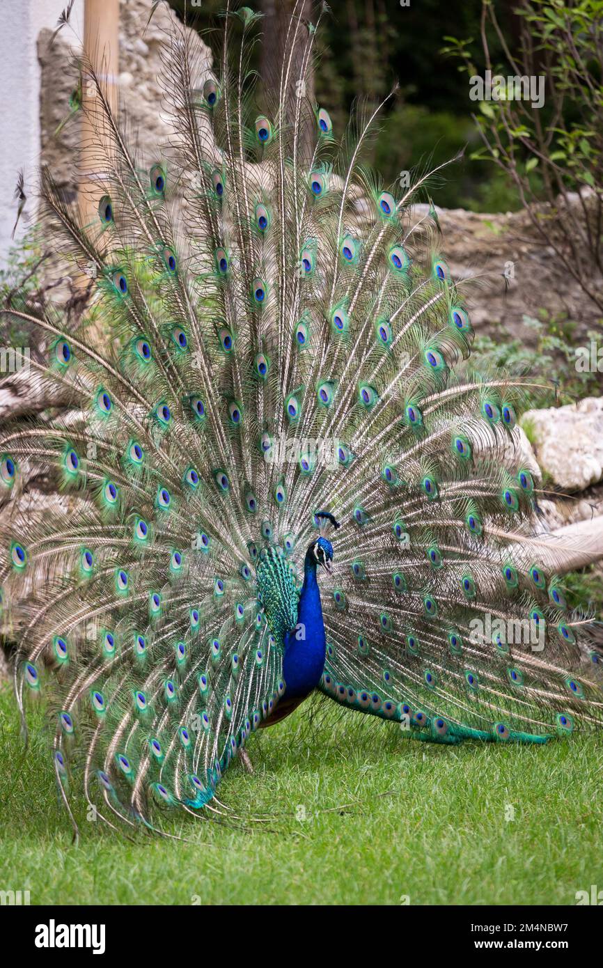 Side view beautiful blue crown hi-res stock photography and images - Alamy