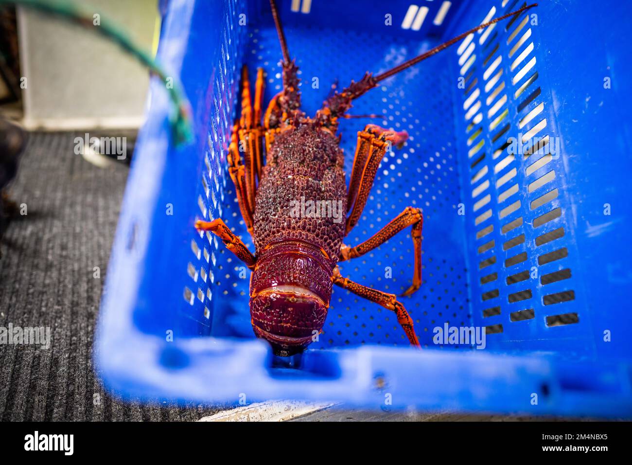 unloading a fishing boat and using scales to weight lobster. Catching ...