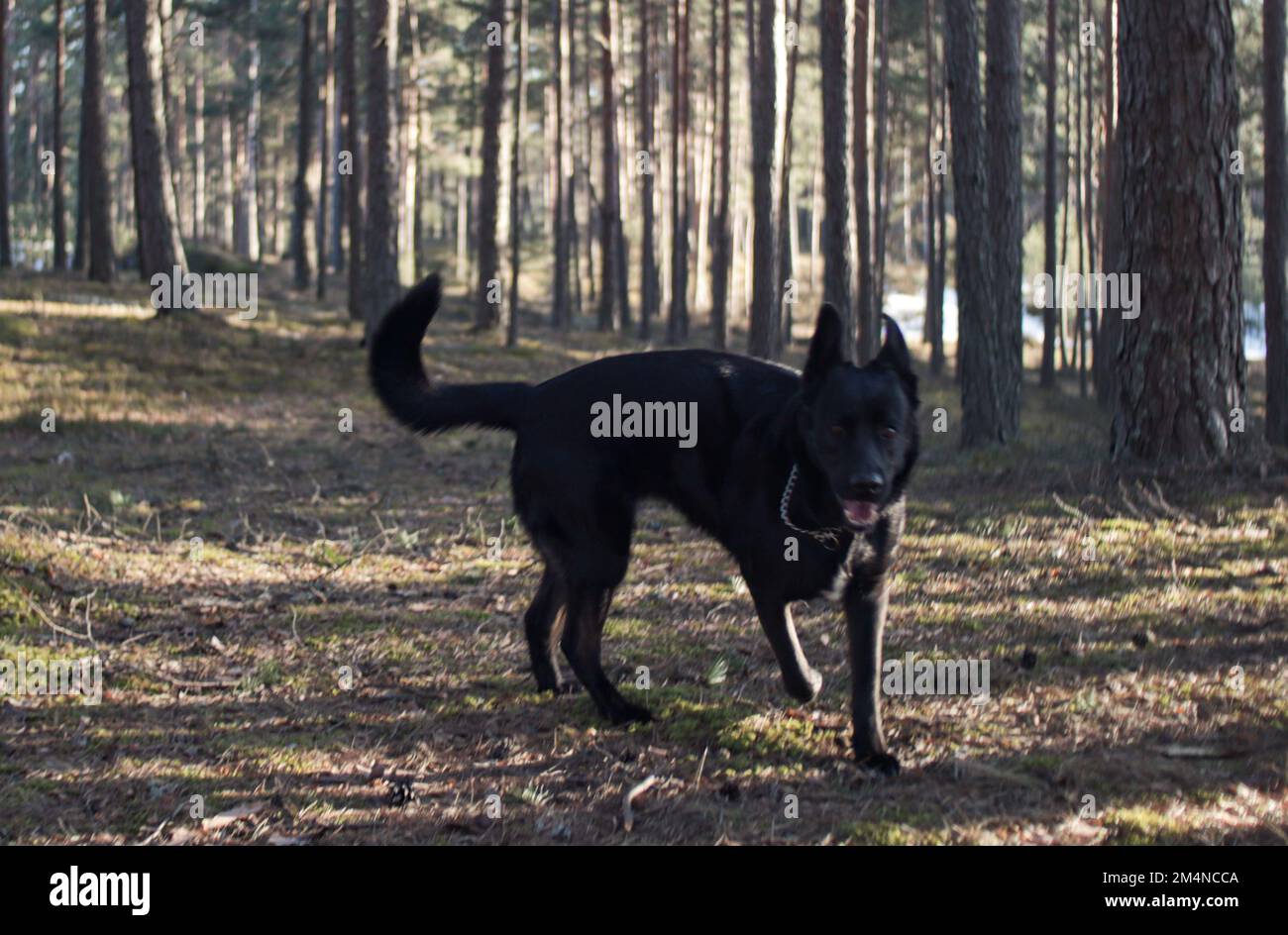 A black dog in the forest Stock Photo - Alamy