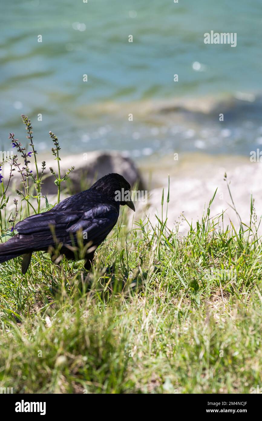 Crow wing river hi-res stock photography and images - Alamy