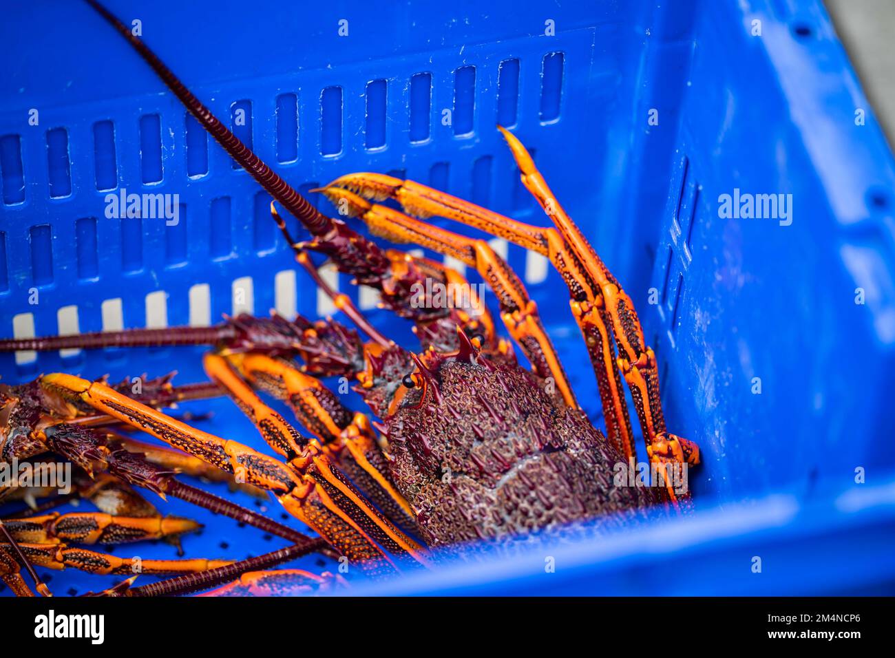 unloading a fishing boat and using scales to weight lobster. Catching ...