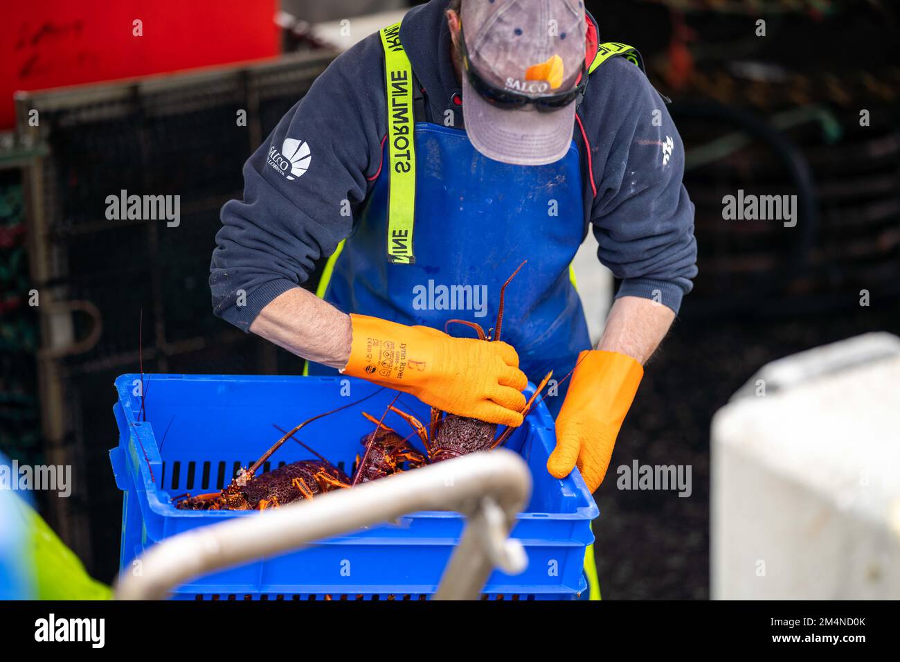 fish market with fish and crustations. seafood in australia Stock Photo ...