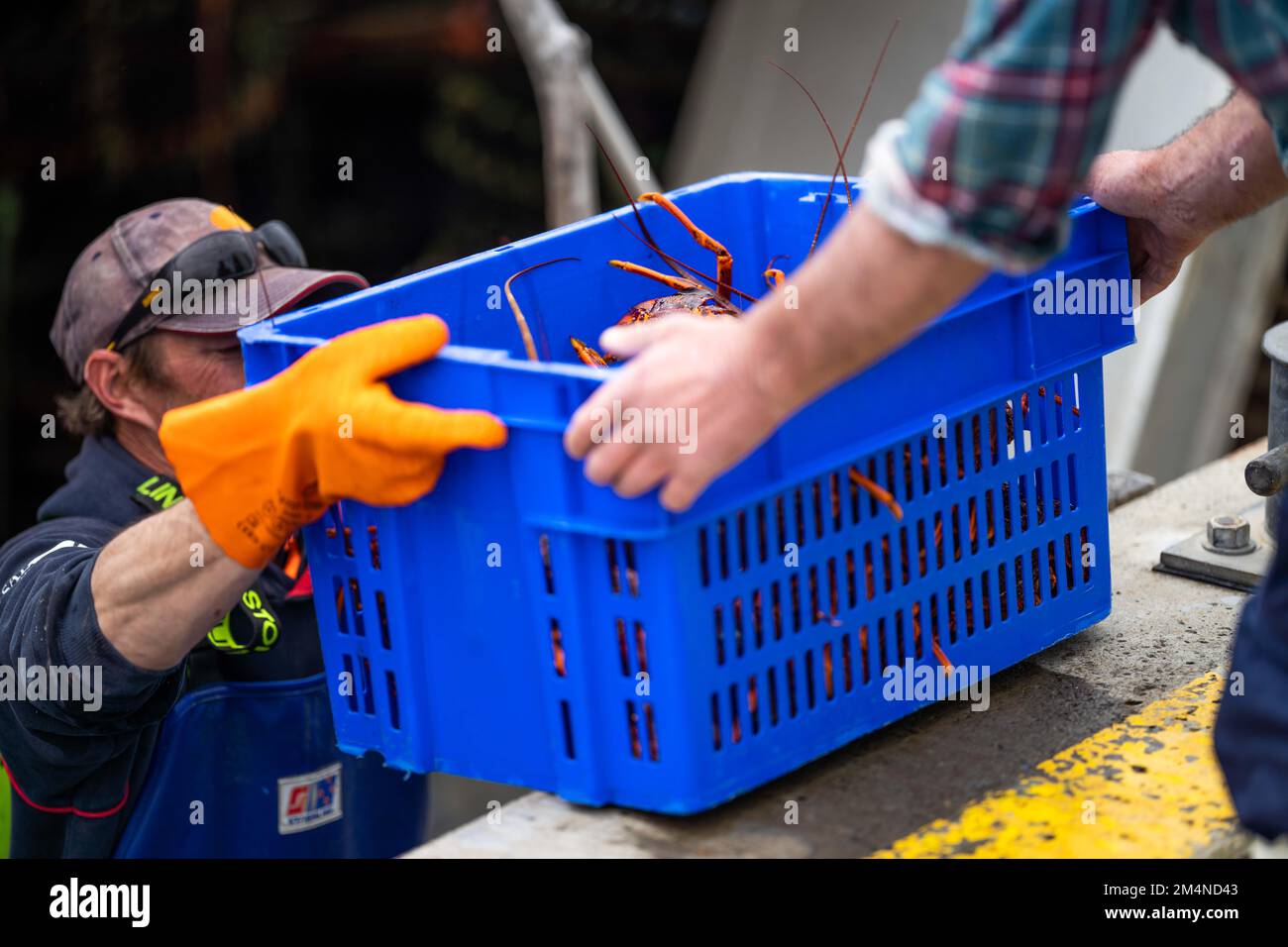 unloading a fishing boat and using scales to weight lobster. Catching ...