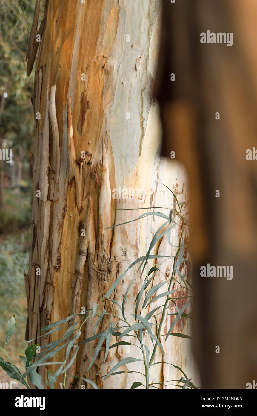 Eucalyptus Tree Trunk Stock Photo - Alamy