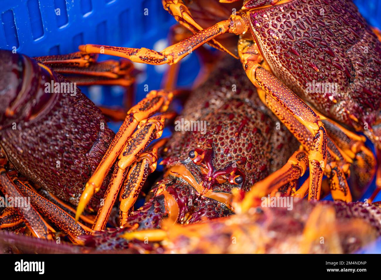 Catching live Lobster in America. Fishing crayfish in Tasmania ...