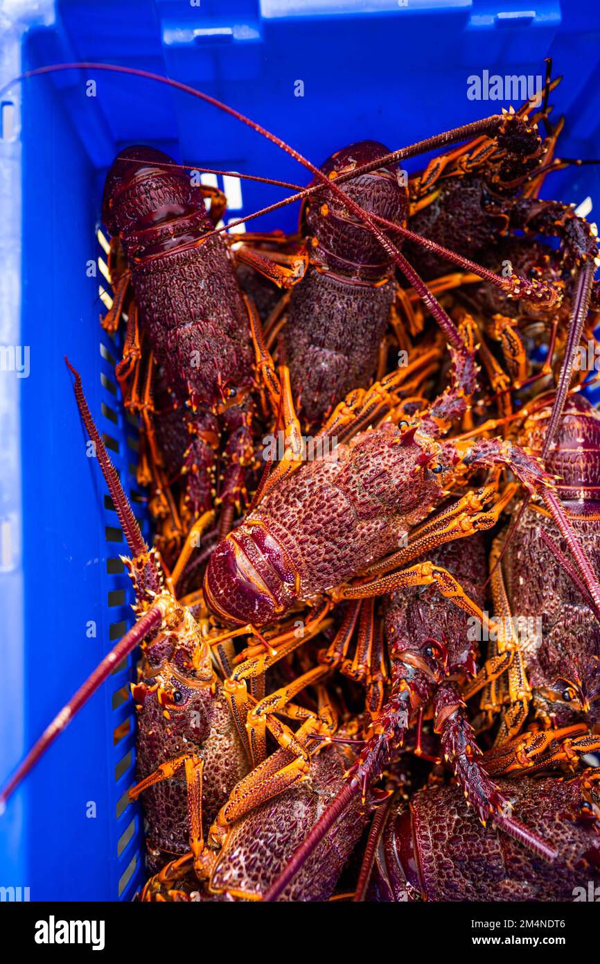Catching live Lobster in America. Fishing crayfish in Tasmania ...