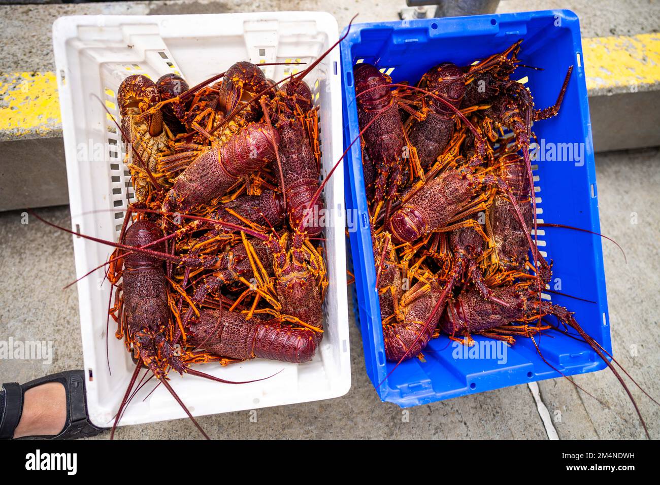 Catching live Lobster in America. Fishing crayfish in Tasmania ...