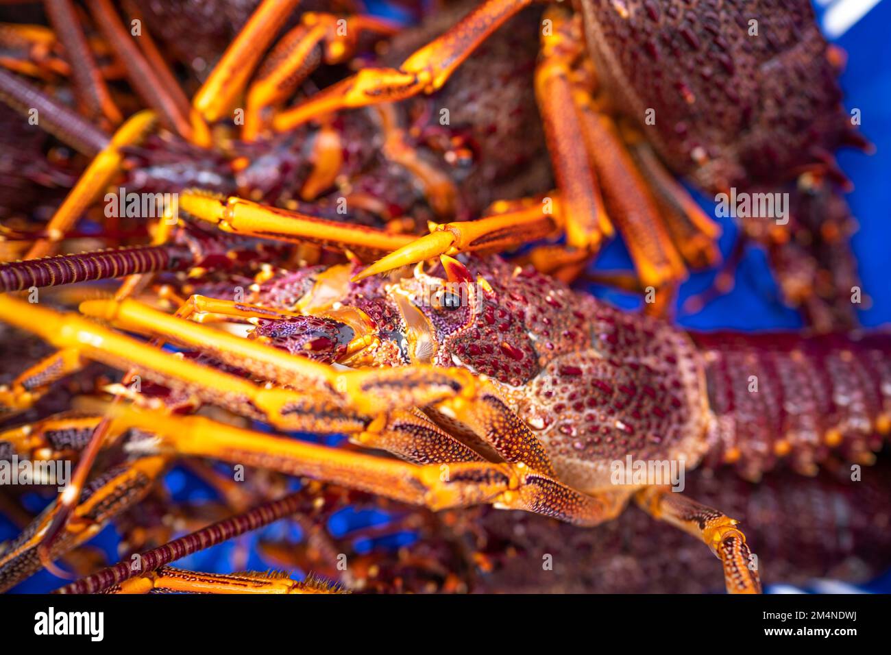 Spiny slipper lobster hi-res stock photography and images - Alamy
