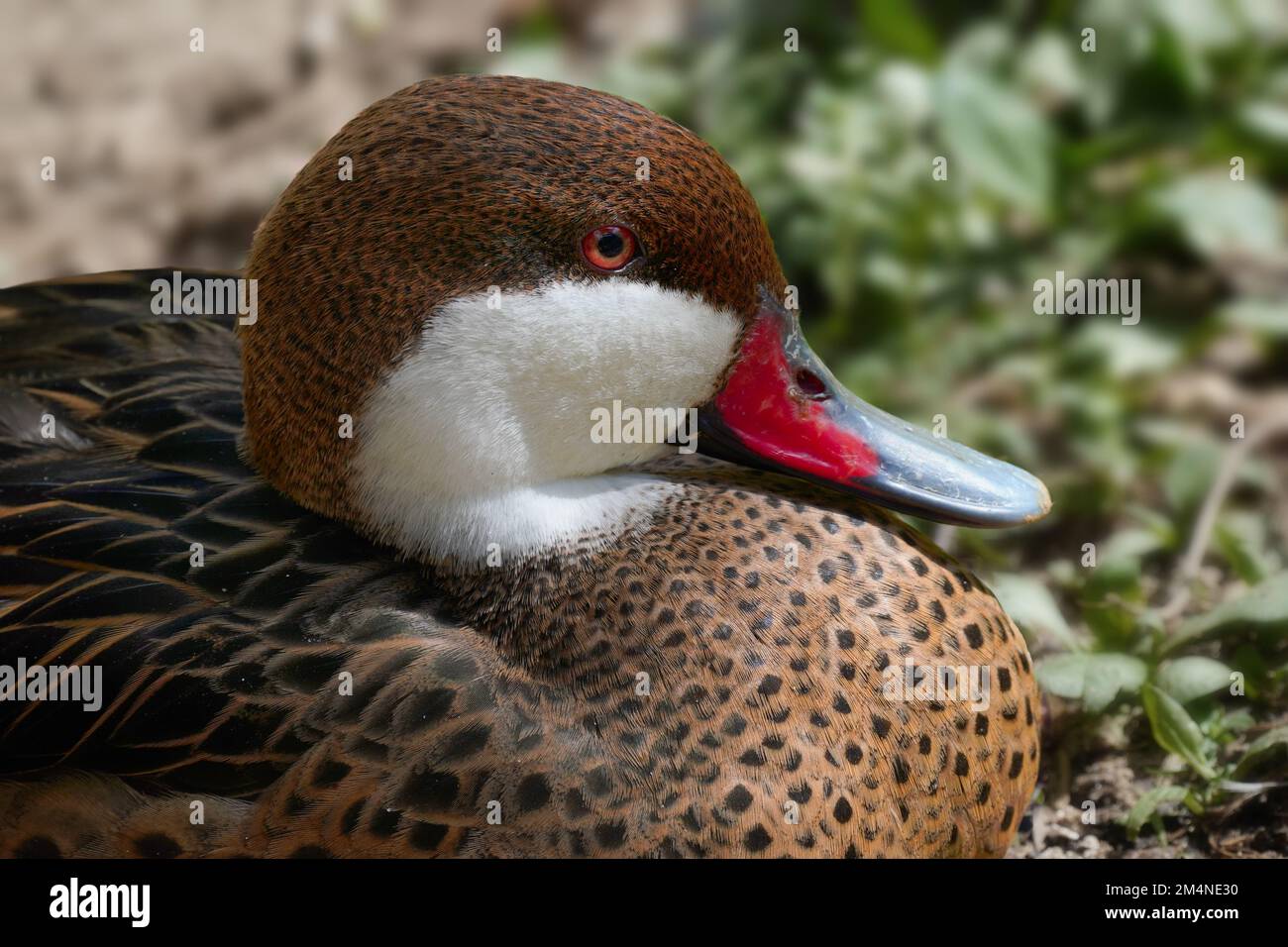 White-cheeked pintail duck, Anas bahamensis, also known as the Bahama ...