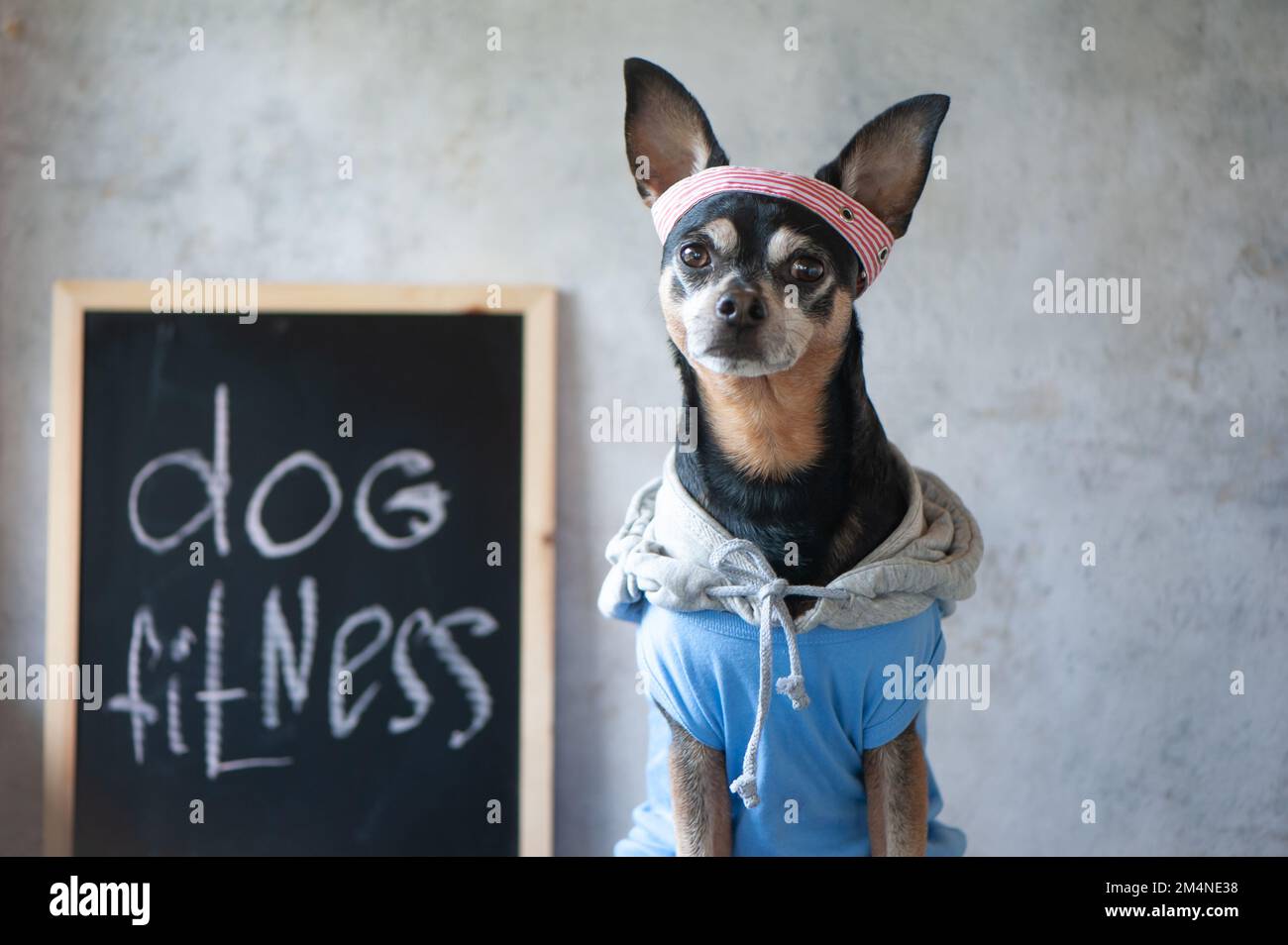 Dog fitness. Fitness and healthy lifestyle for pet. Dog trainer ...