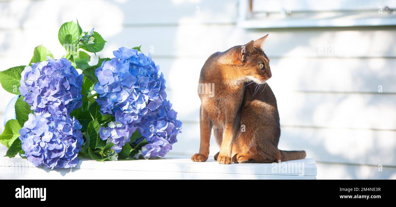 Abyssinian cat outdoors in garden hi-res stock photography and images ...