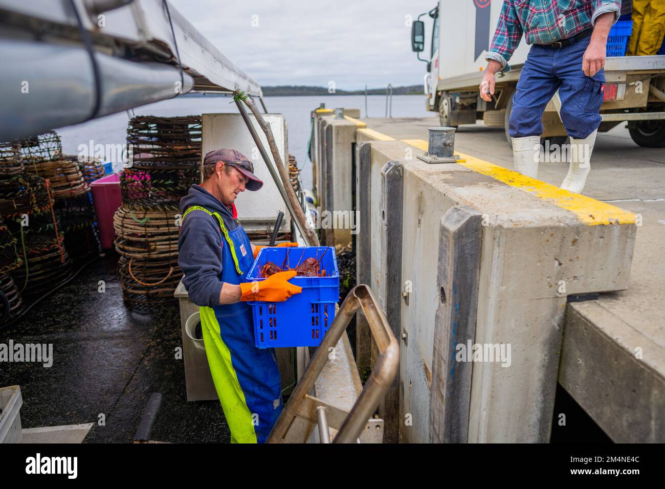 Catching live Lobster in America. Fishing crayfish in Tasmania ...