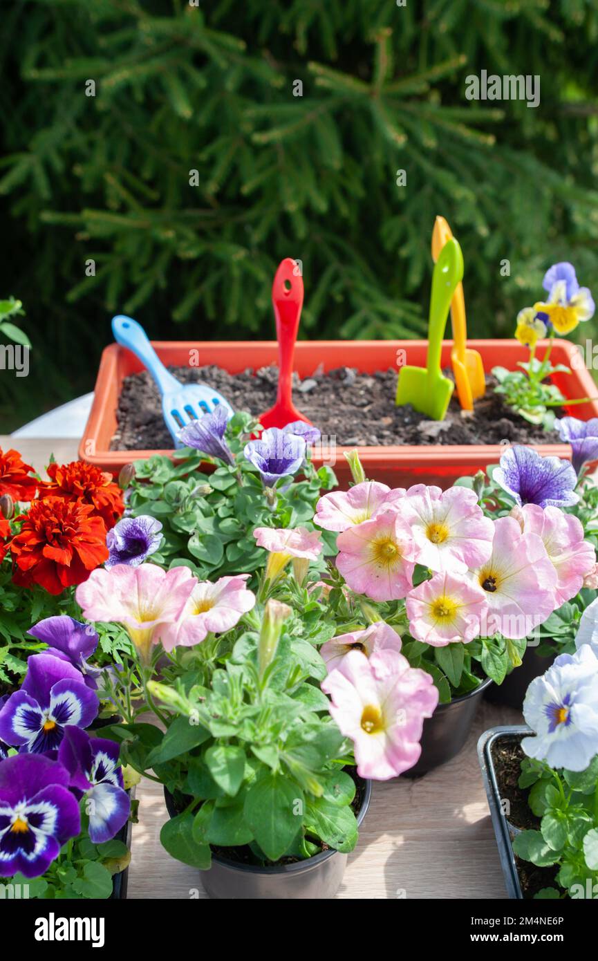 Concept Spring planting on the garden, harmony and beauty. Flowers ...