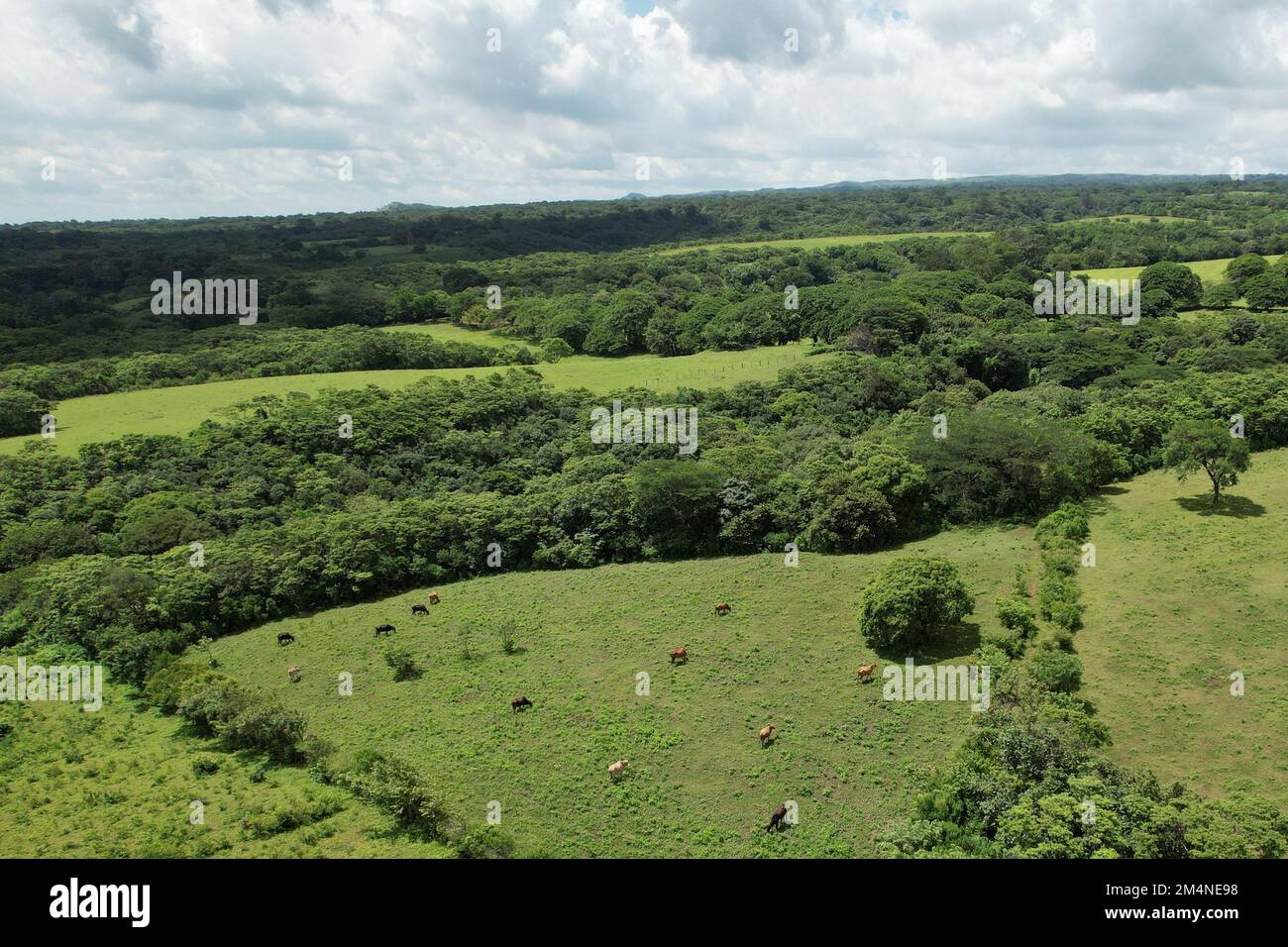 Green grass pasture with cows aerial drone view Stock Photo - Alamy