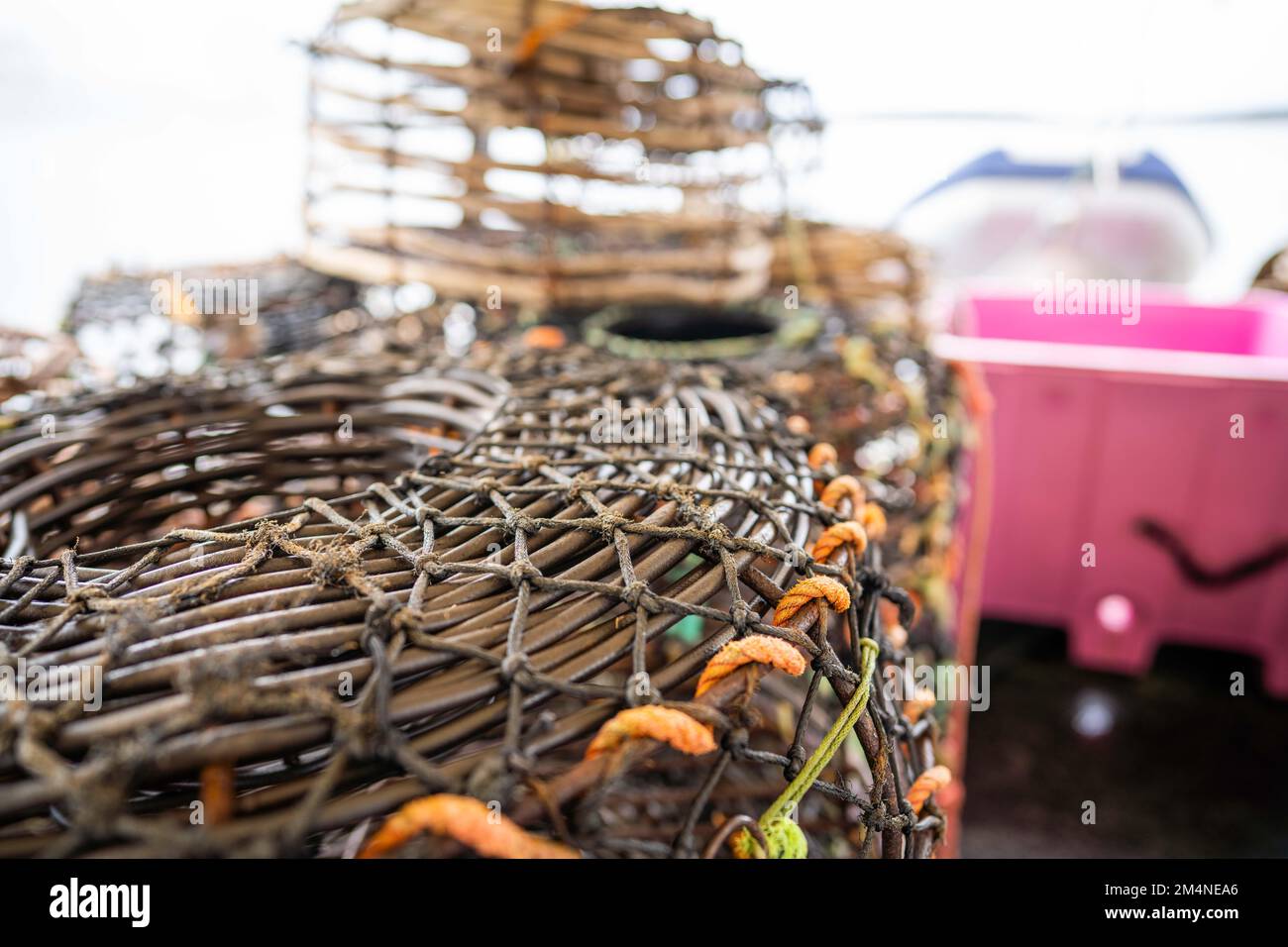 fish market with fish and crustations. seafood. Catching live Lobster ...