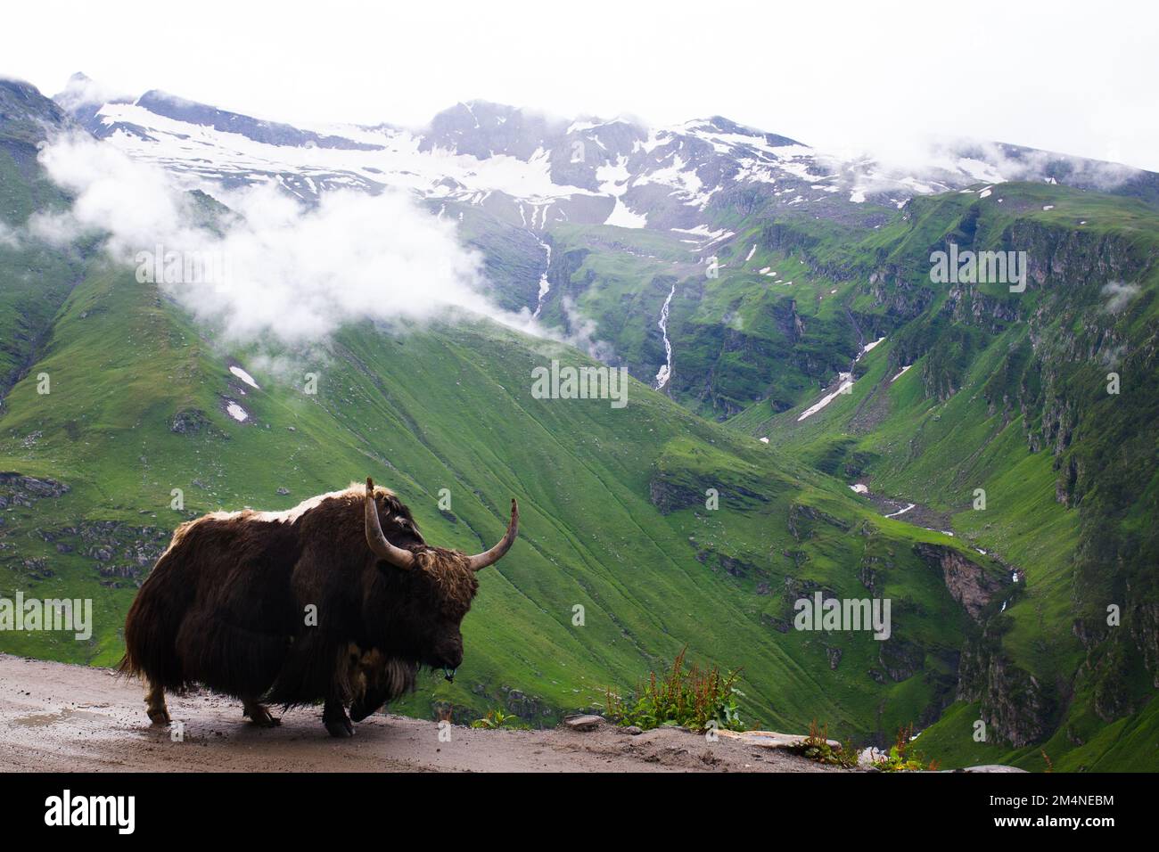 A Himalayan yak walks down the Manali to Leh Highway in the high ...