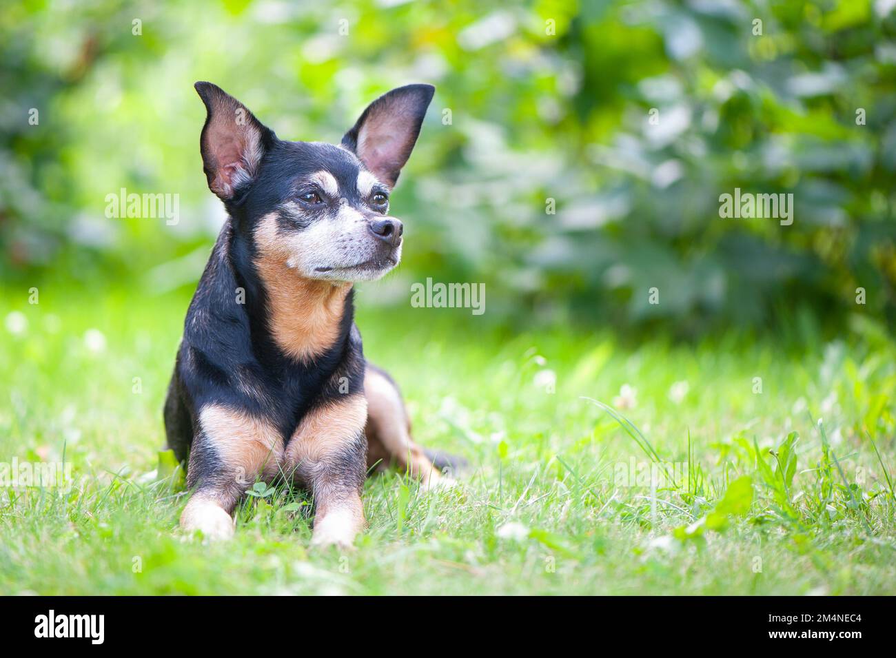 Dog, toy terrier lying in juicy green grass. High quality advertising ...