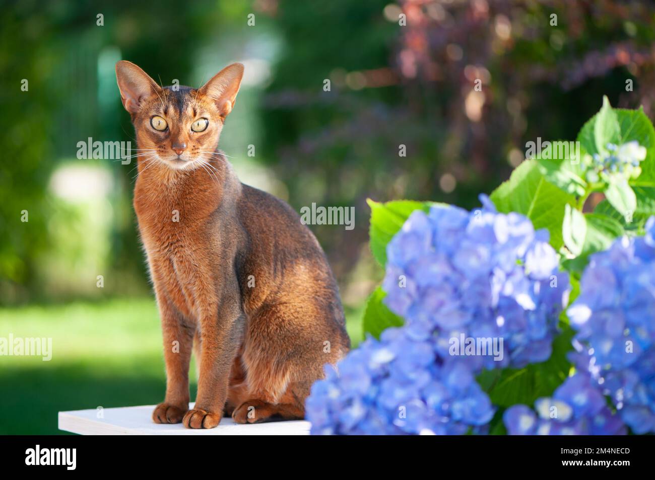 Abyssinian cat, sitting on a terrace with flowers blue hydrangea. High ...