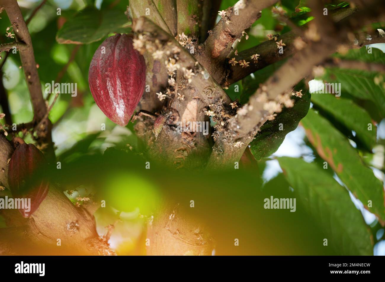Growing red cocoa pod on tree branch on blurred garden background Stock ...