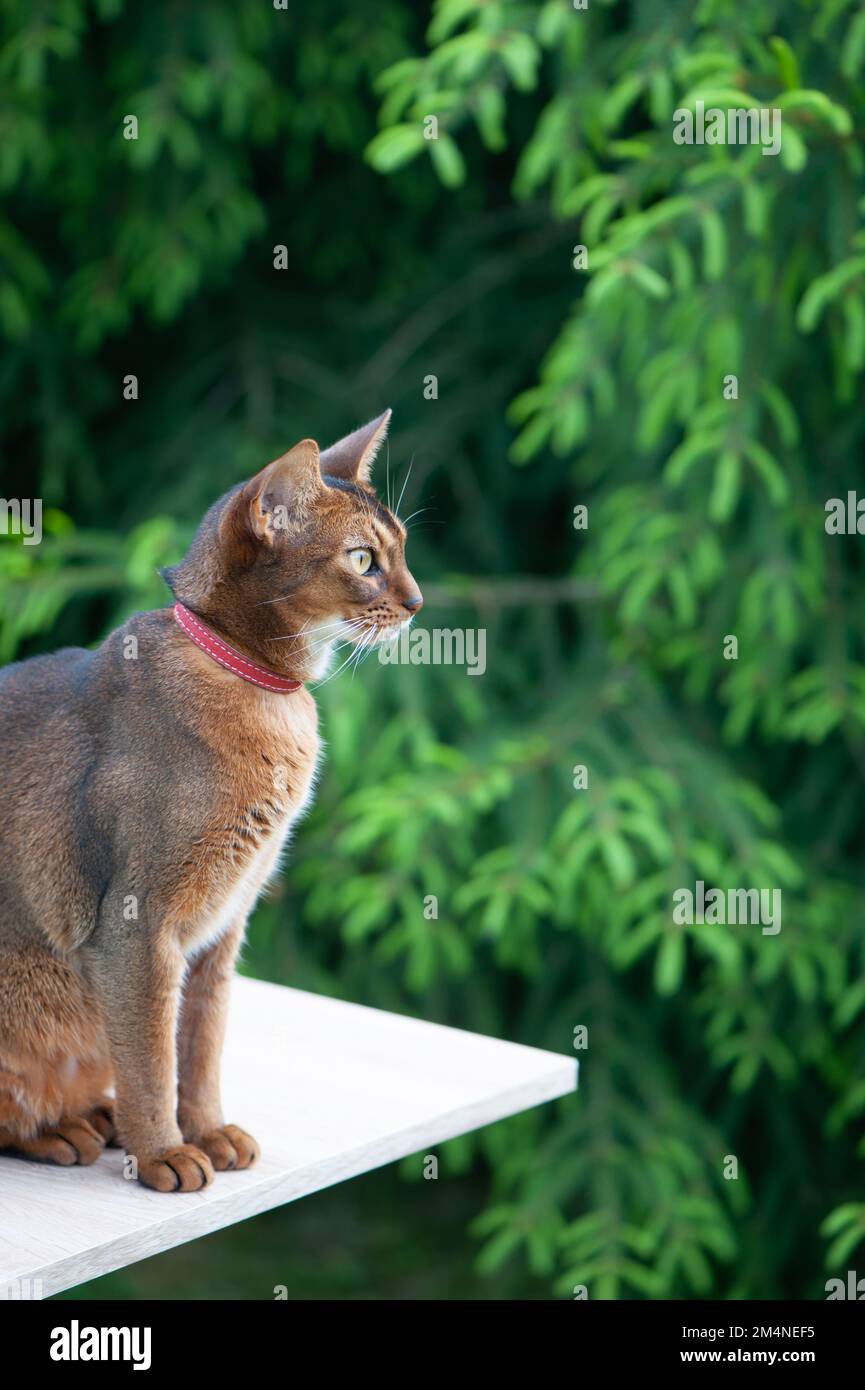 Portrait of a very beautiful Abyssinian cat in nature. Space for text ...