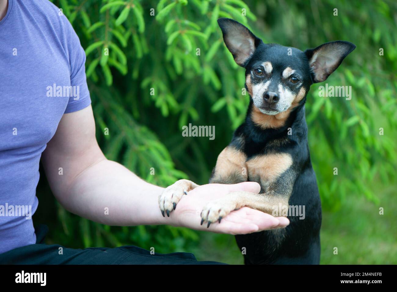 Dog playing with a man, the concept of friendship and love of people ...