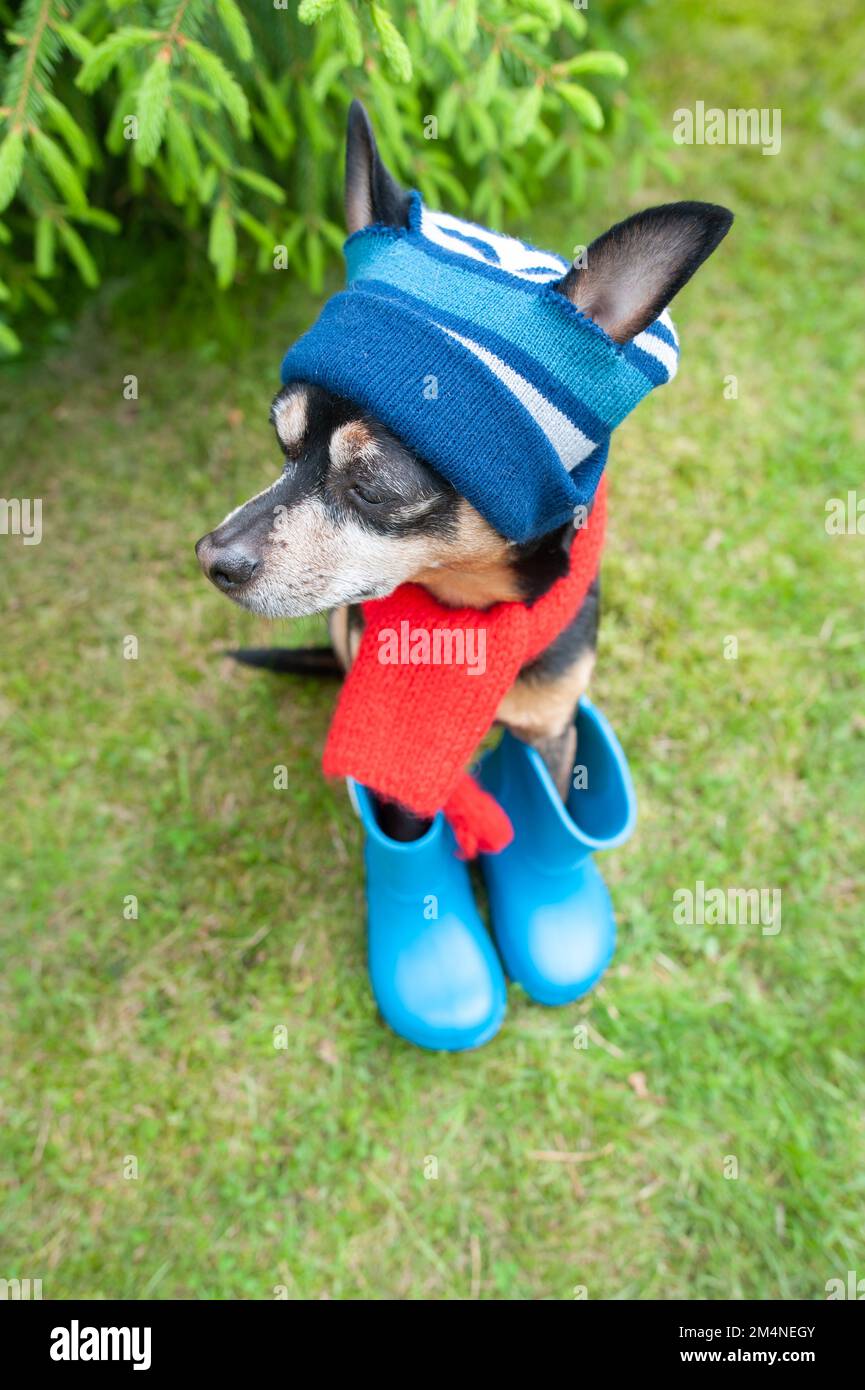 Funny dog in a hat and scarf, rubber boots, clothes for dogs in bad ...