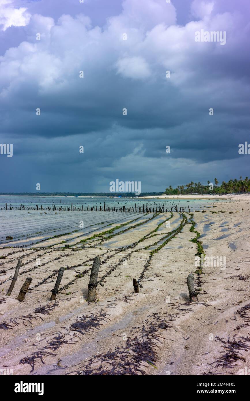 Seaweed farming on the beach at Nemberala Stock Photo - Alamy