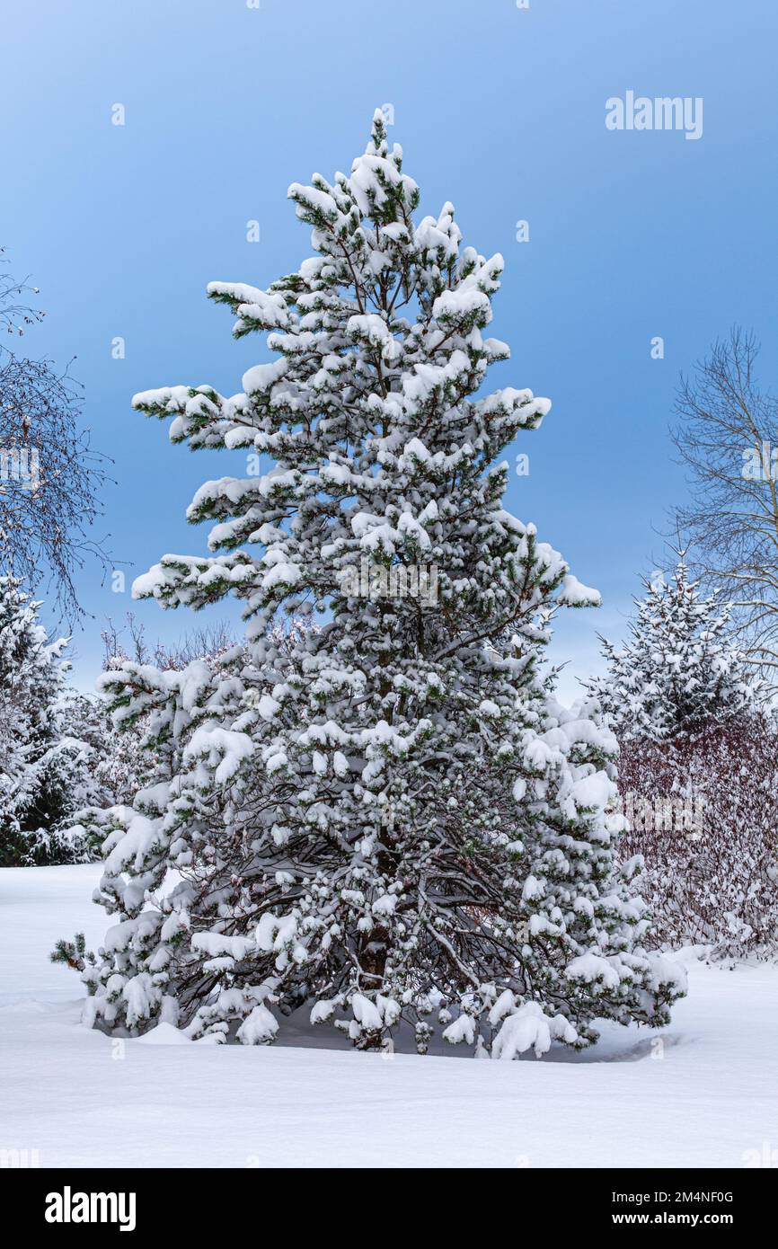 Pine variety hi-res stock photography and images - Alamy