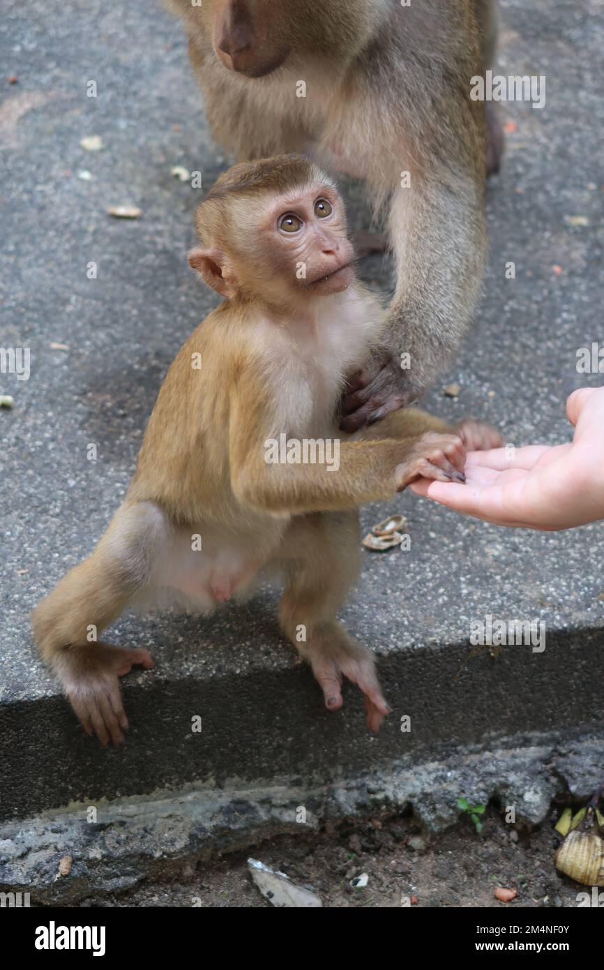A baby monkey standing on its hind legs Stock Photo - Alamy