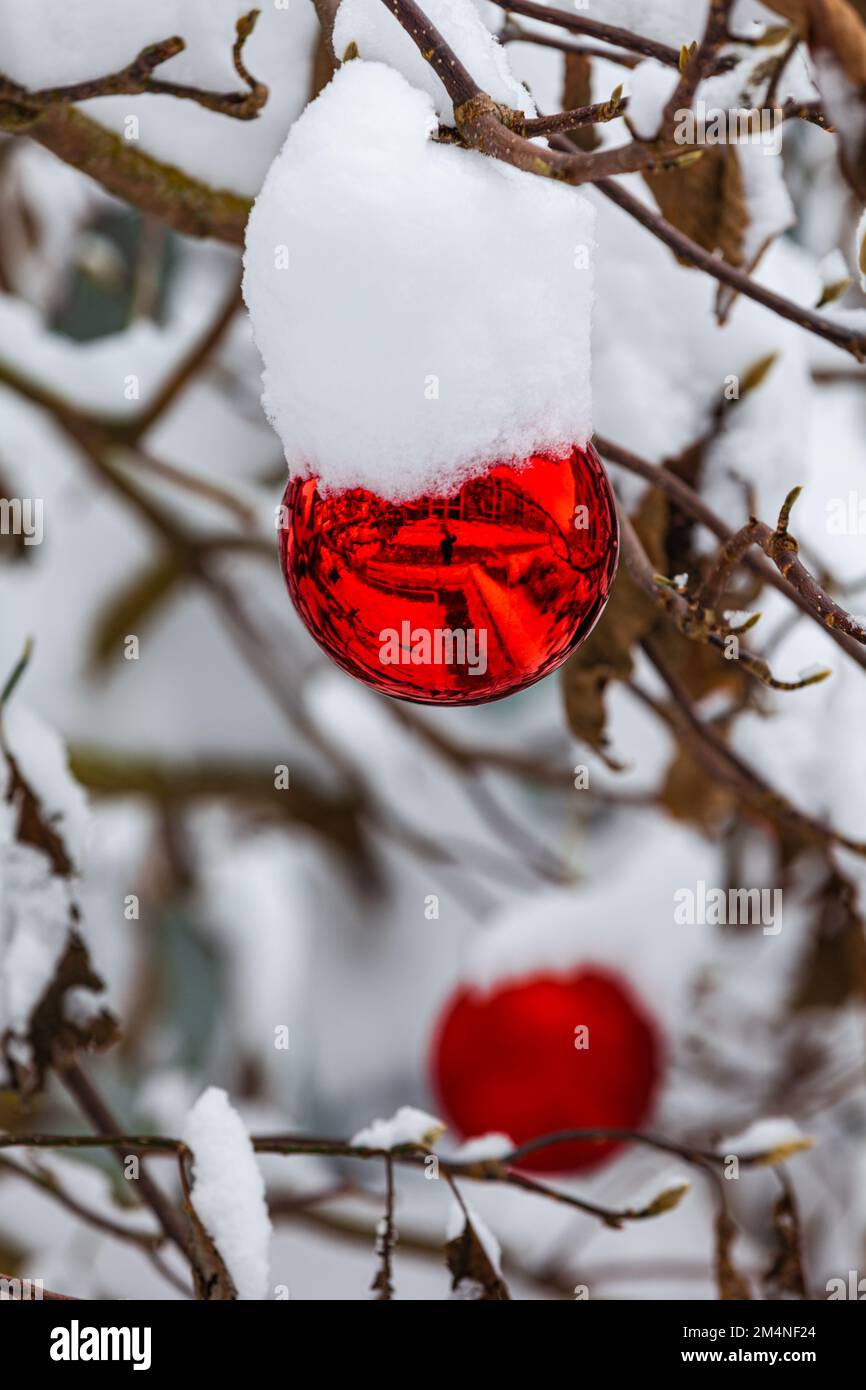 Canadian magnolia tree hi-res stock photography and images - Alamy