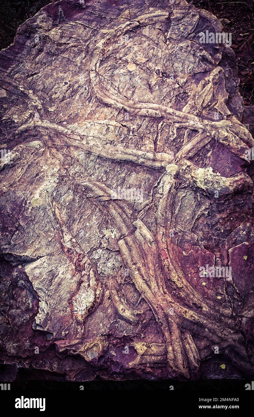 Fossils in Penha Garcia, Portugal Stock Photo - Alamy