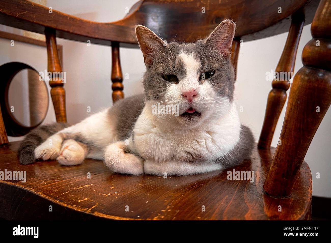 A closeup shot of a beautiful cat with its tongue out Stock Photo - Alamy