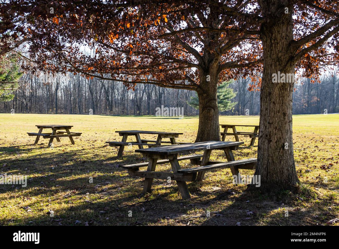 Old picnic tables in a park under an oak tree in the late fall with the ...